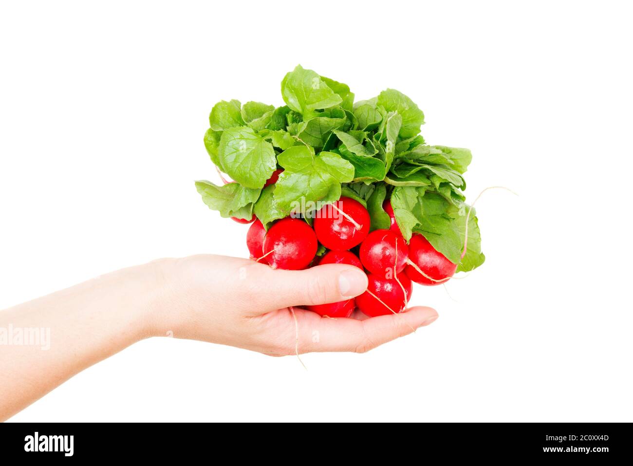 Red radish isolated on white in human hand Stock Photo - Alamy