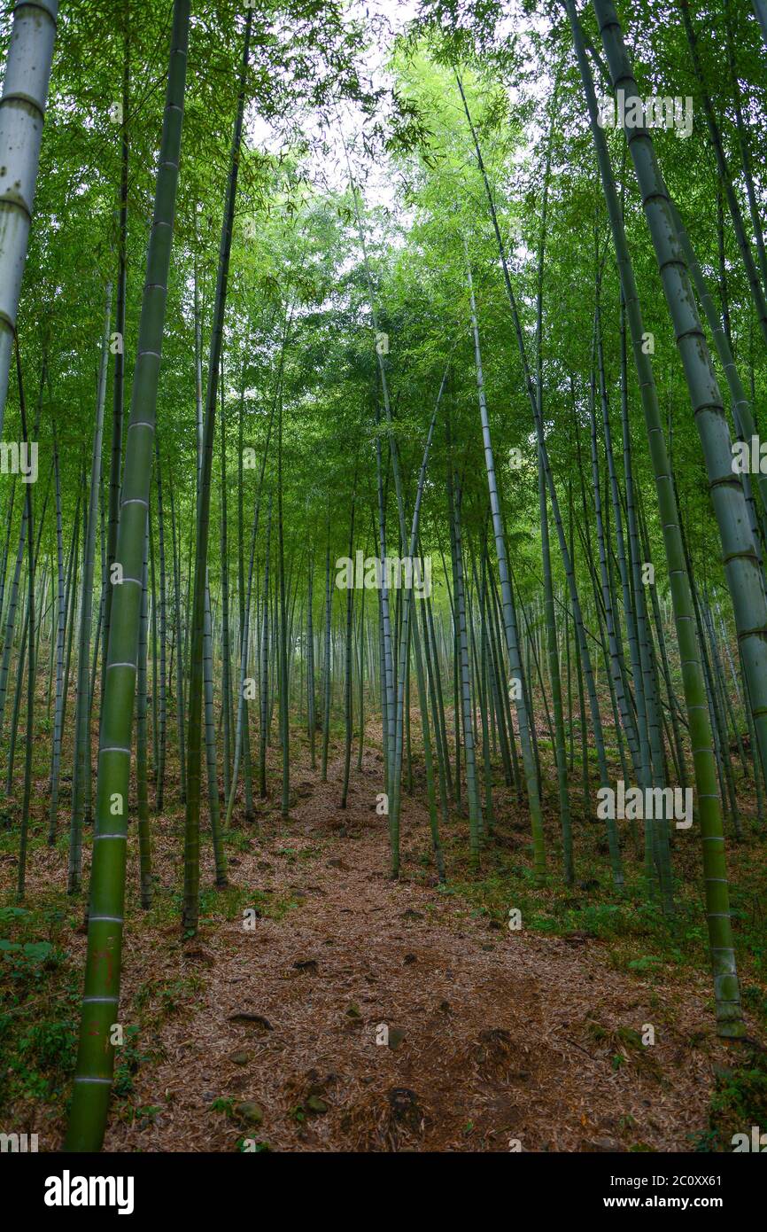 Summer scenery in Yixing Zhuhai Scenic Spot, Jiangsu Province, China ...