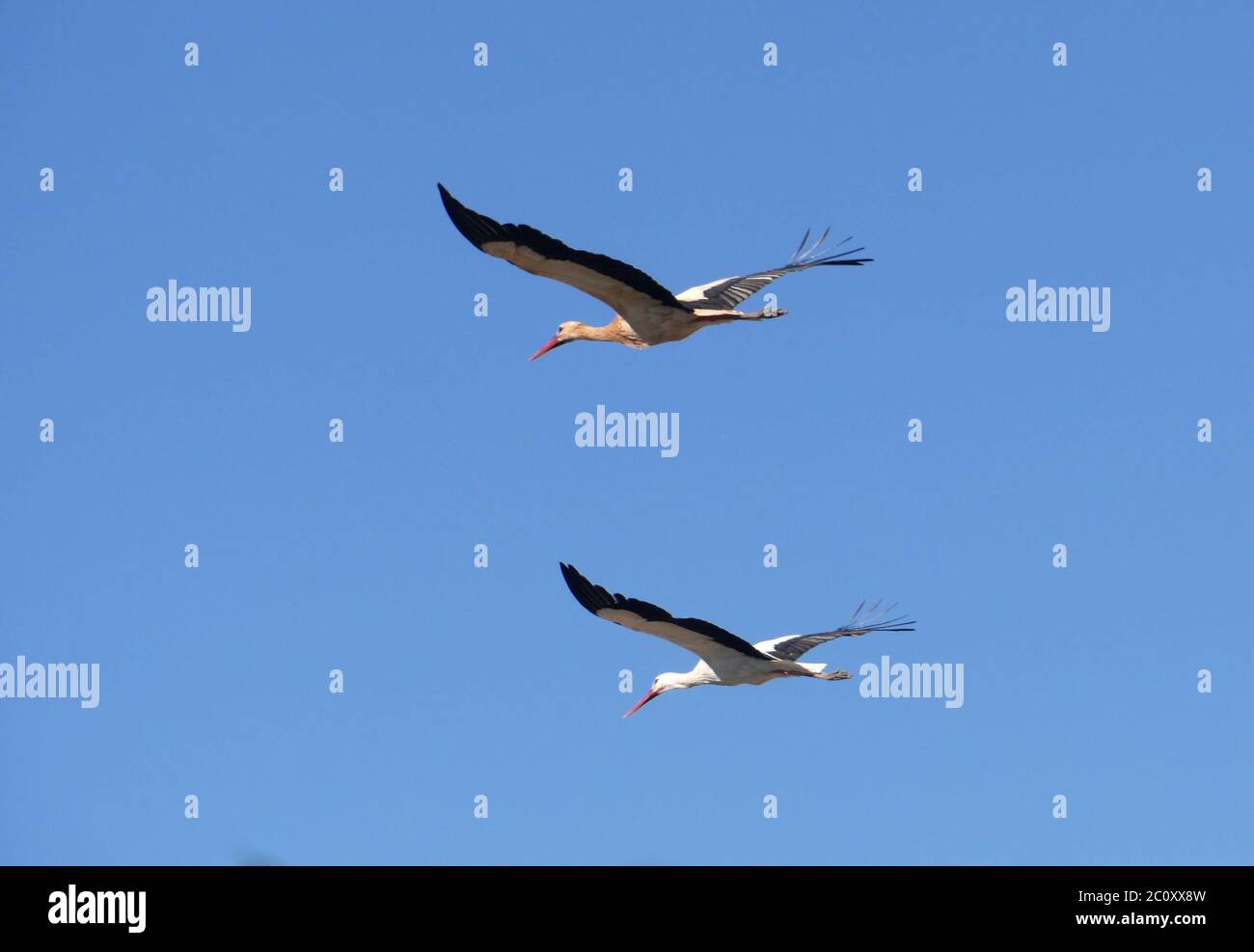 Flying storks hi-res stock photography and images - Alamy