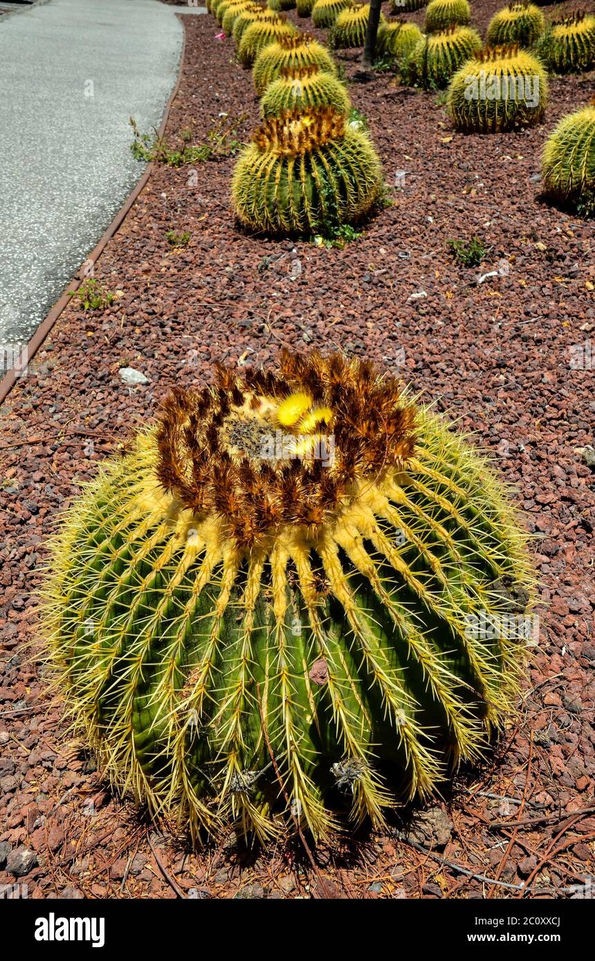 Green Agave Plant Cactus Stock Photo - Alamy