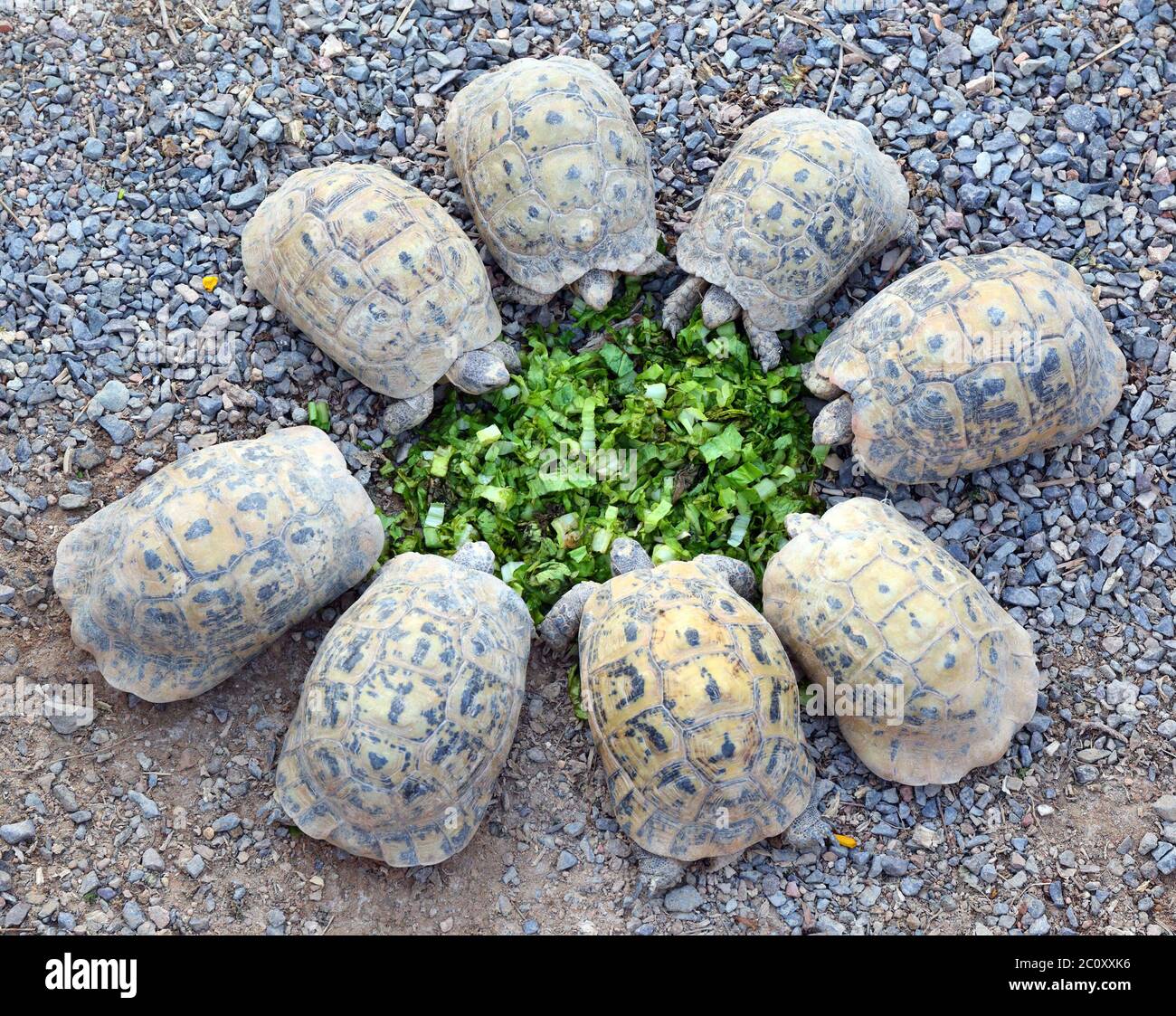young turtles stand circle and eating salad Stock Photo - Alamy