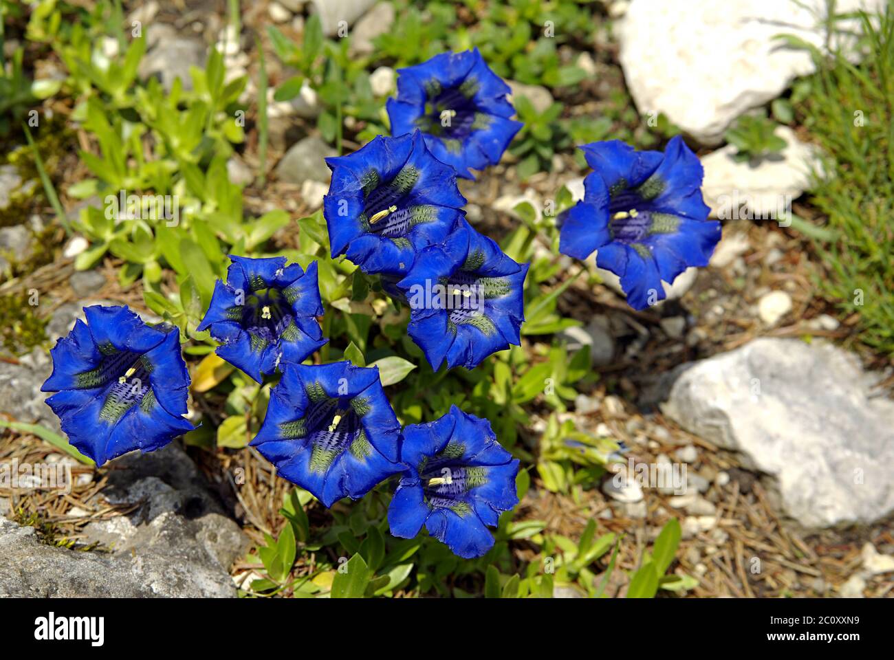 Blue alp gentian hi-res stock photography and images - Alamy