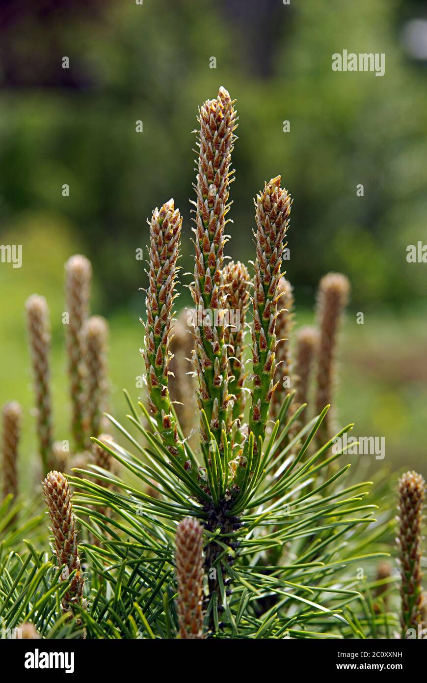 Conifer jaw hi-res stock photography and images - Alamy