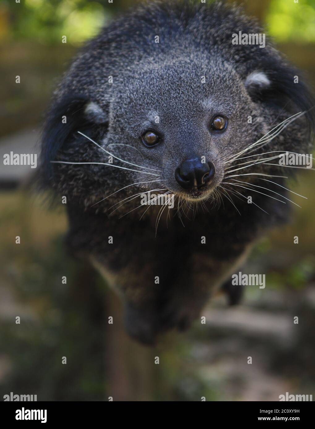 Palawan bearcat hi-res stock photography and images - Alamy