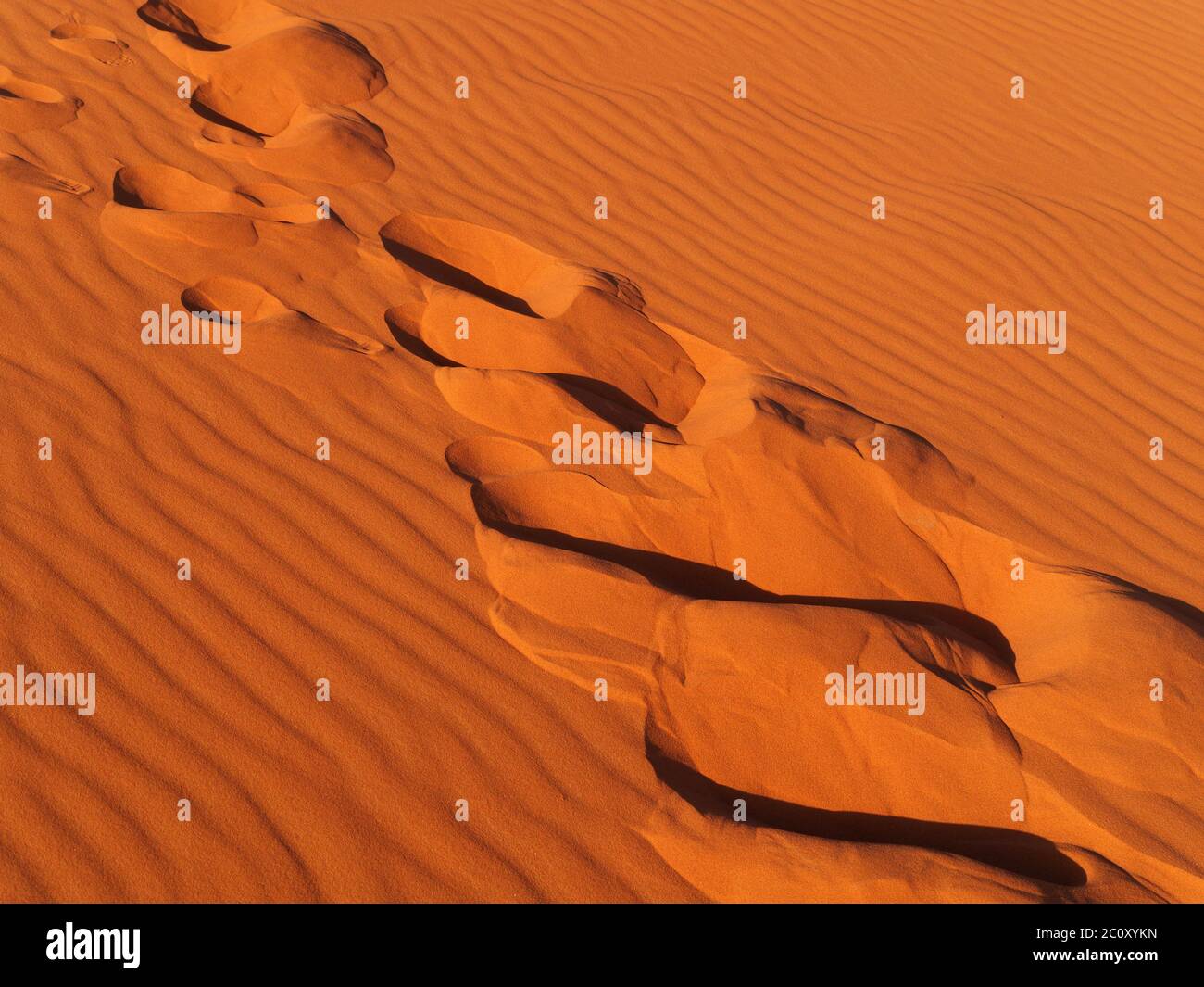 Camel tracks in the sand hi-res stock photography and images - Alamy