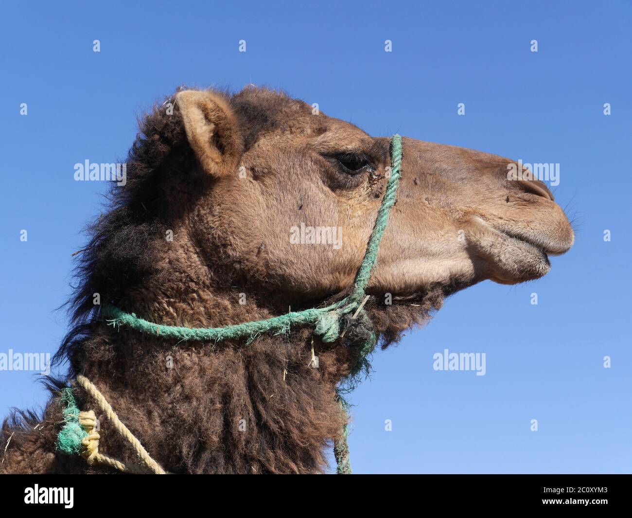 Arabian camel hi-res stock photography and images - Alamy