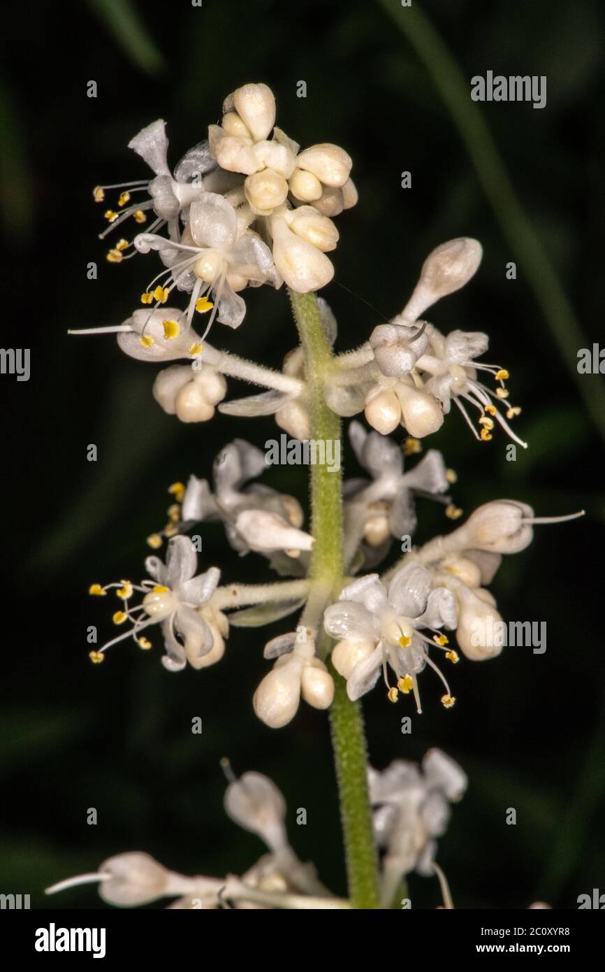 East Asian Pollia, Yabumyoga, or Dùruò (Pollia japonica Stock Photo - Alamy