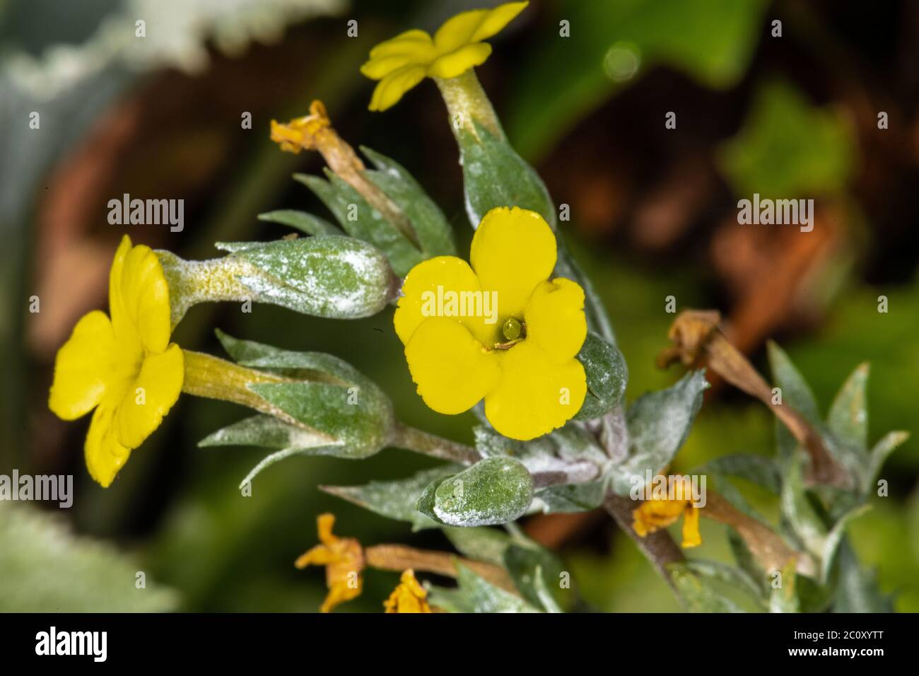 Kewensis hi-res stock photography and images - Alamy