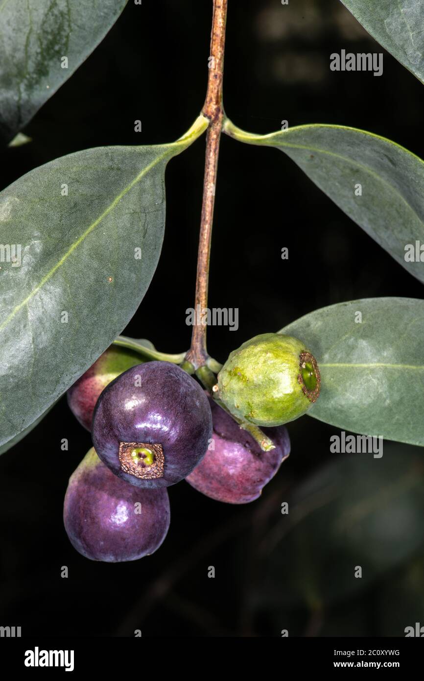 Fruits of Desert Quandong, Northern Sandalwood, or True Sandalwood ...