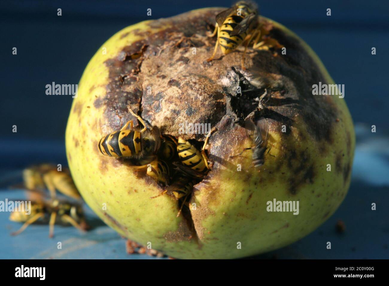 Wespen hi-res stock photography and images - Alamy