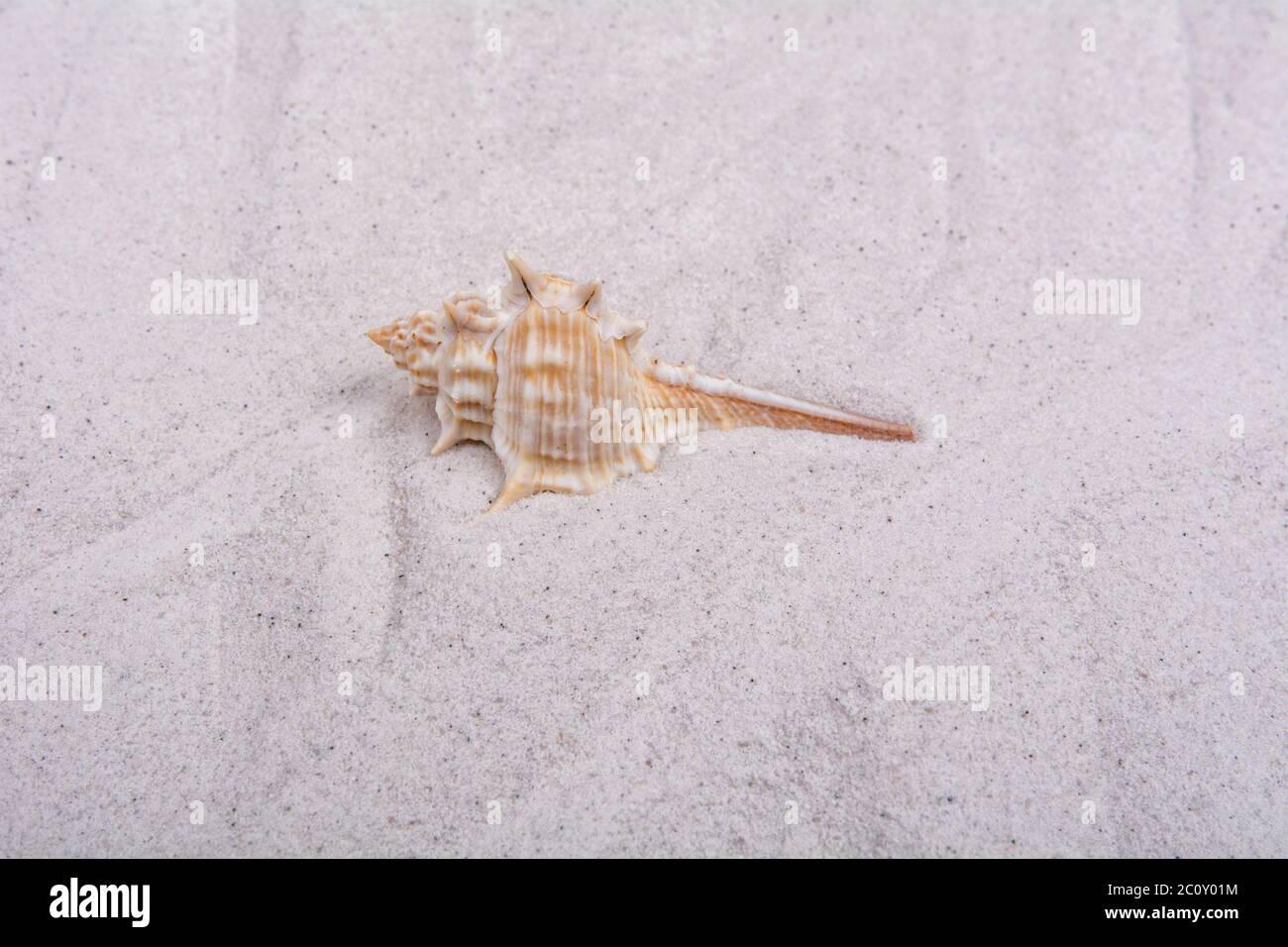 Sea shell on a sand background Stock Photo - Alamy