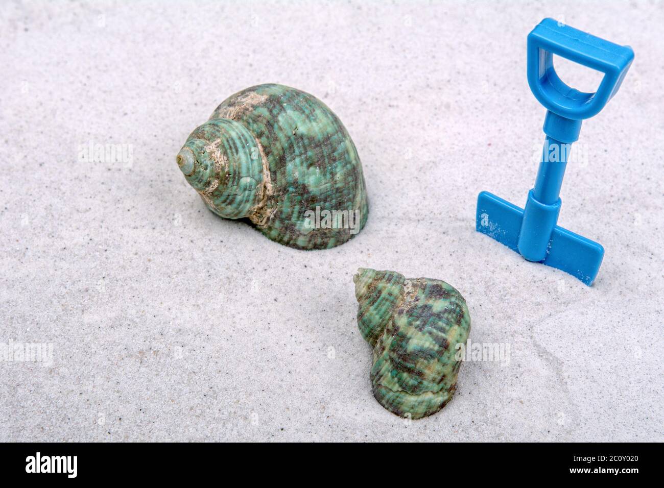 Marine shells and blue scoop on a sand background Stock Photo - Alamy