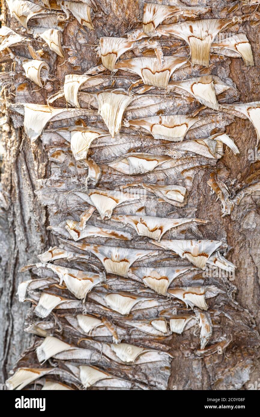 Bark of Multi-headed Dragon (Yucca filifera Stock Photo - Alamy