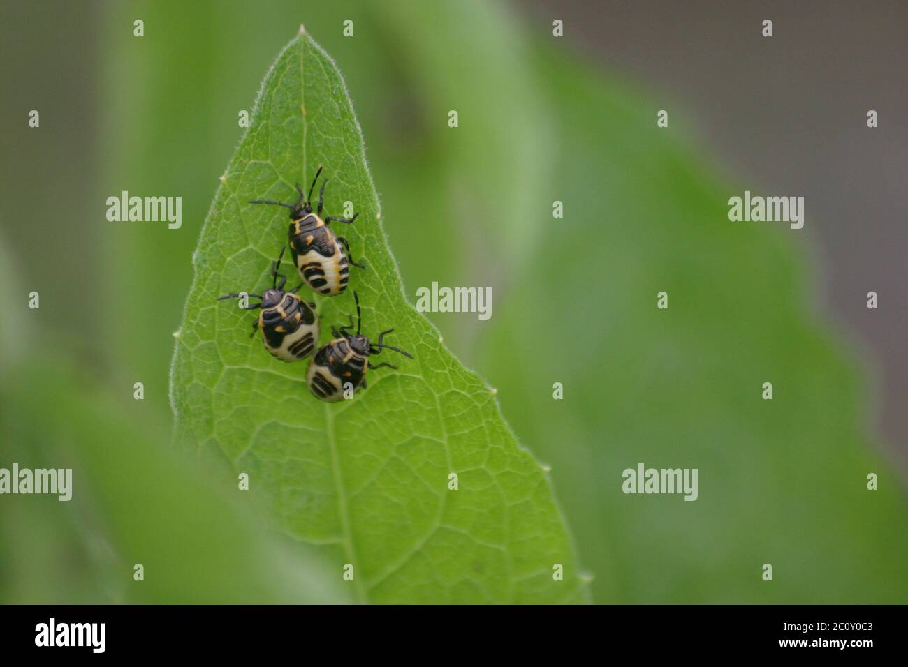 Ball bugs larvae Stock Photo - Alamy