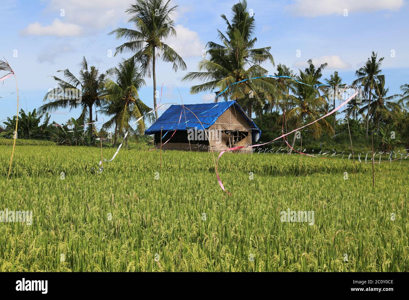 Cottage in the middle of rice field Bali, Indonesia Stock Photo - Alamy