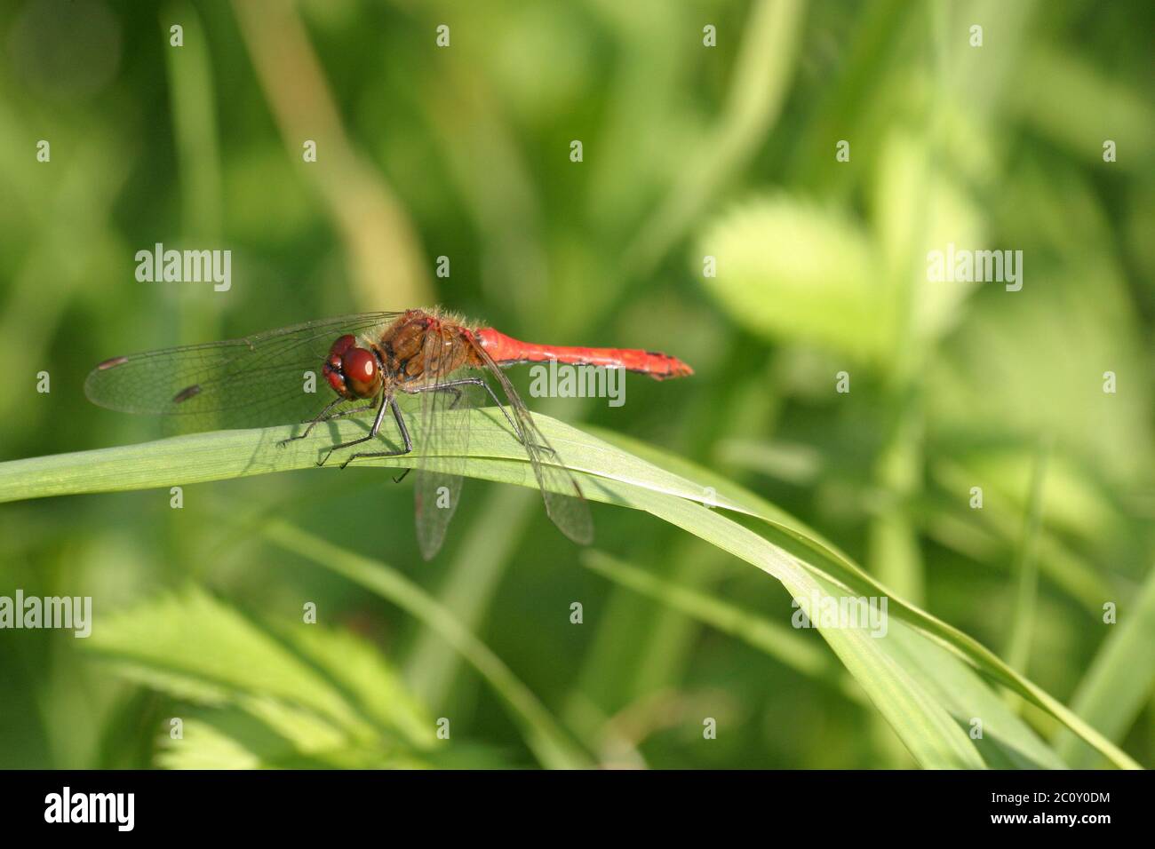 Common dragonfly hi-res stock photography and images - Alamy