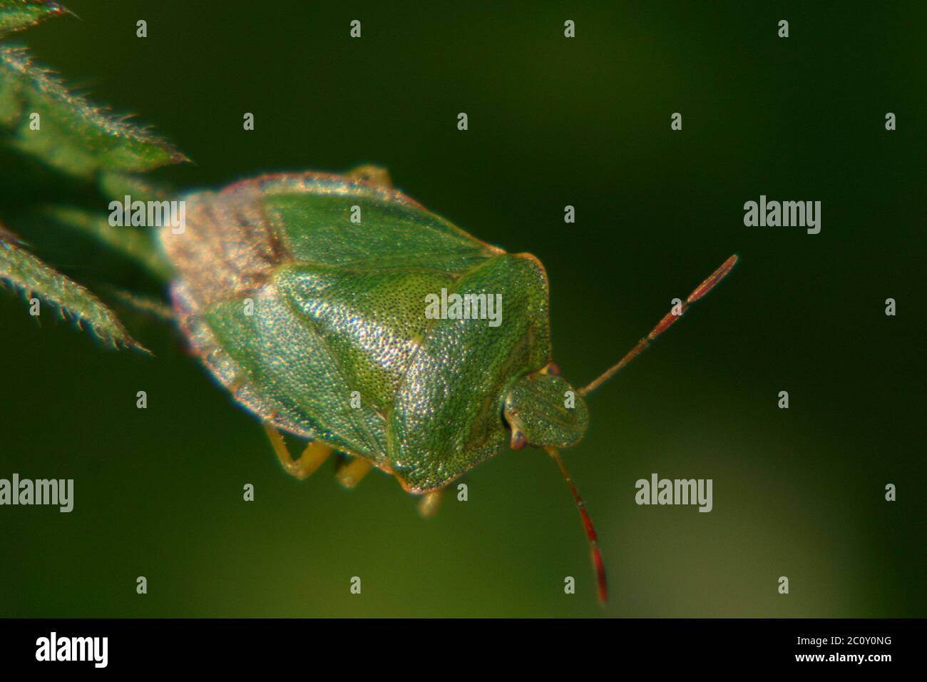 green stink bug Stock Photo - Alamy