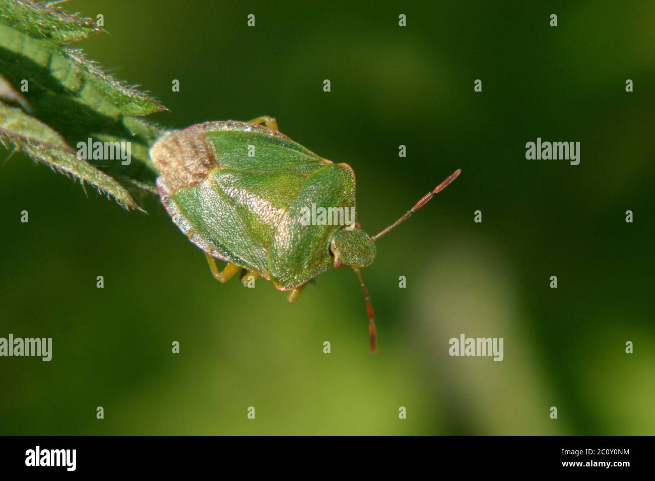 green stink bug Stock Photo - Alamy