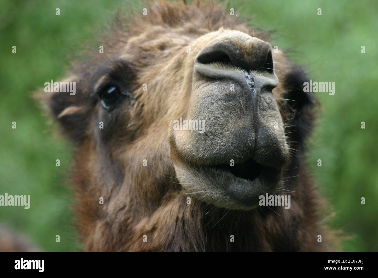 Dromedar camelus dromedarius hi-res stock photography and images - Alamy