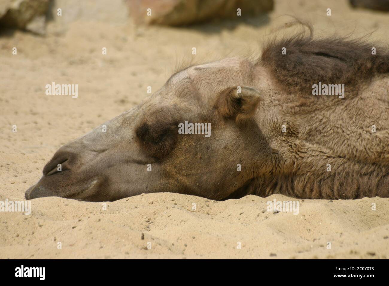 Oaf hi-res stock photography and images - Alamy