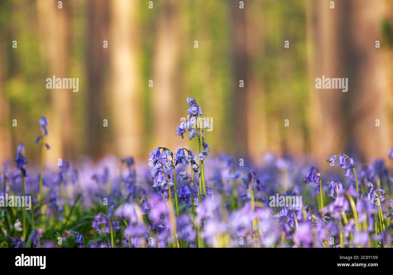 bluebell flowers in morning forest Stock Photo - Alamy