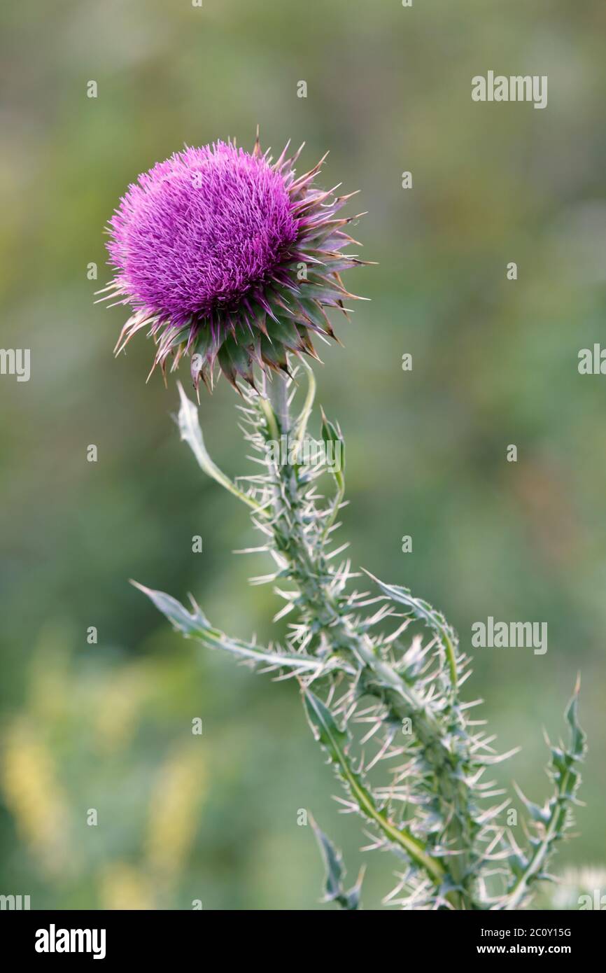 Field Of Purple Thistle