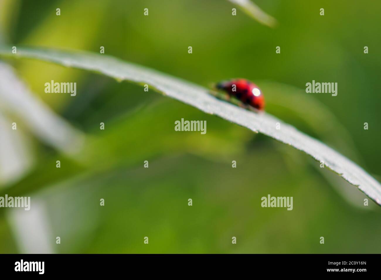 Ladybug with bee hi-res stock photography and images - Alamy