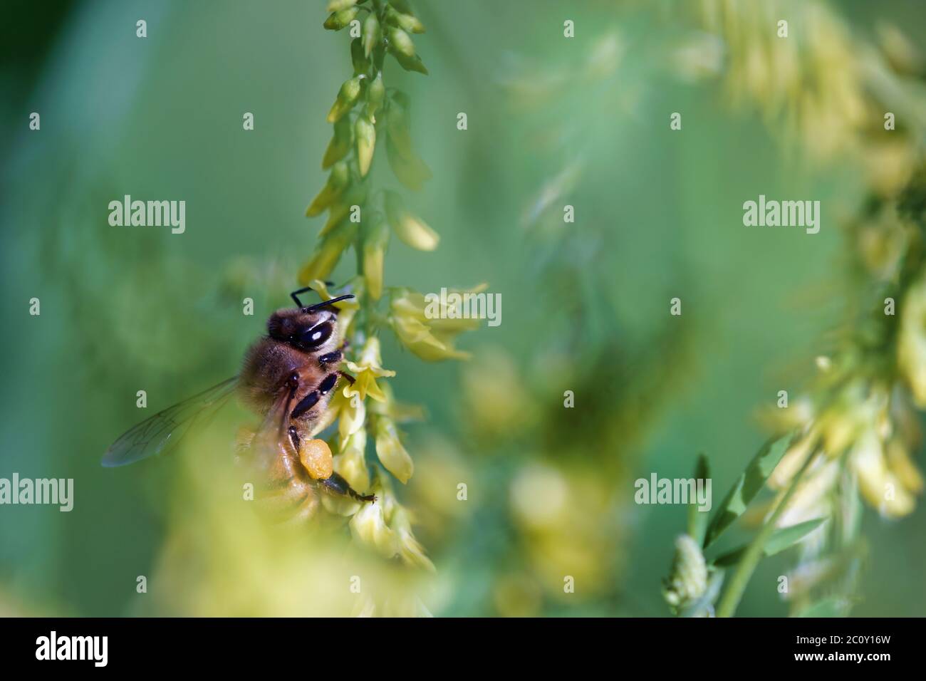 bee collecting nectar in a field Stock Photo - Alamy