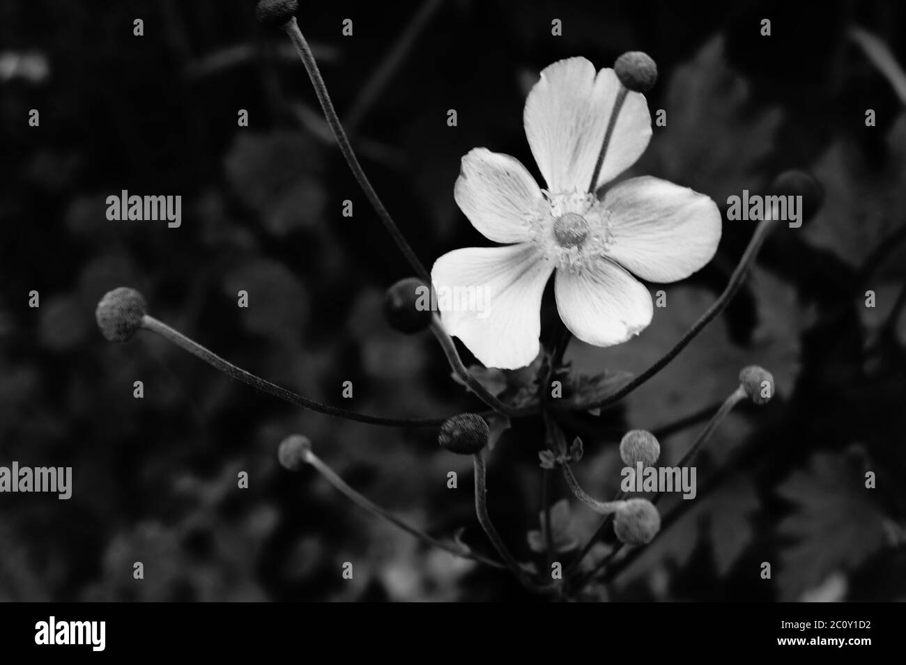 Hand on her back business Black and White Stock Photos & Images - Alamy