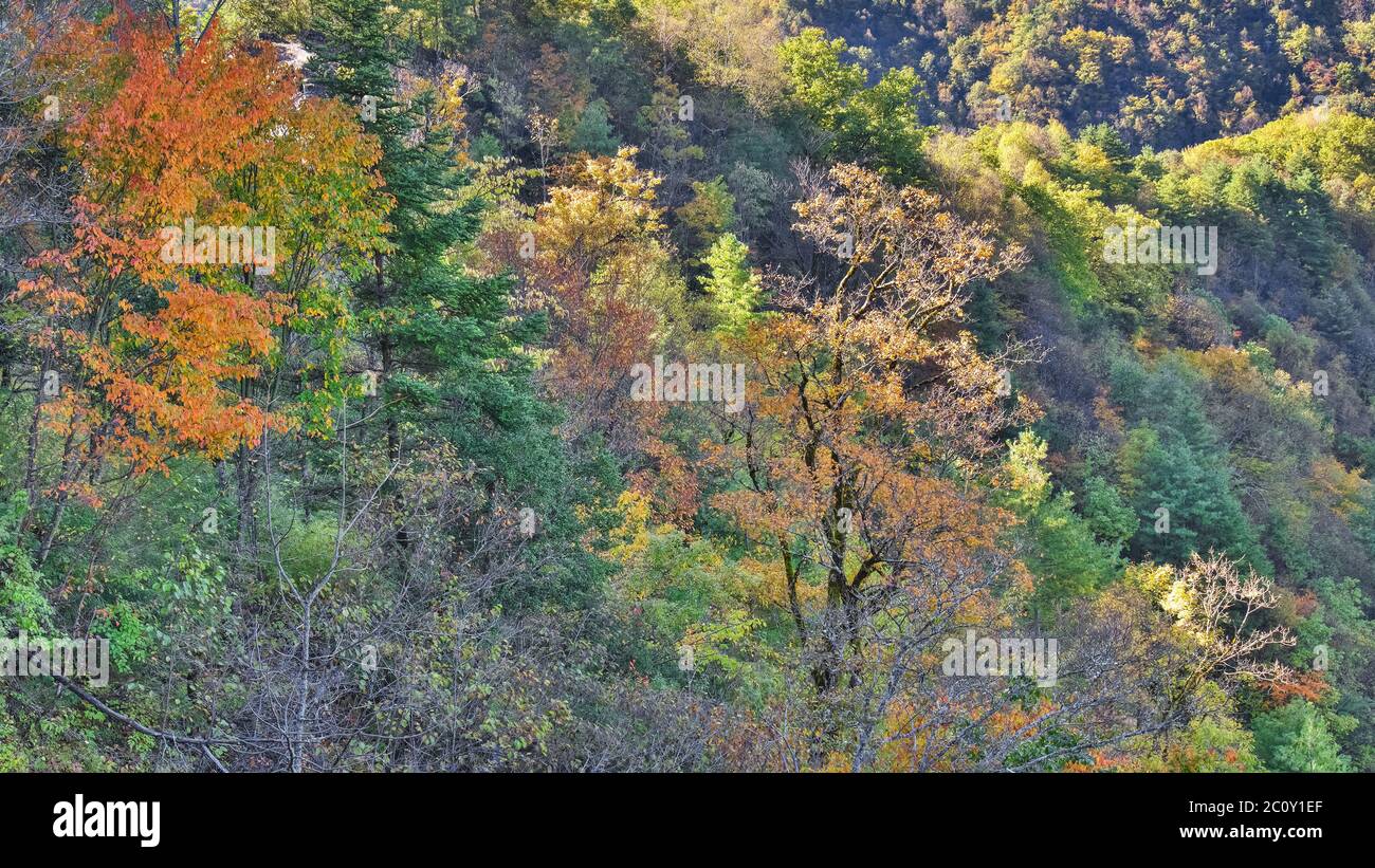 Early autumn scenery of Hubei Shennongjia National Geopark Scenic Area ...