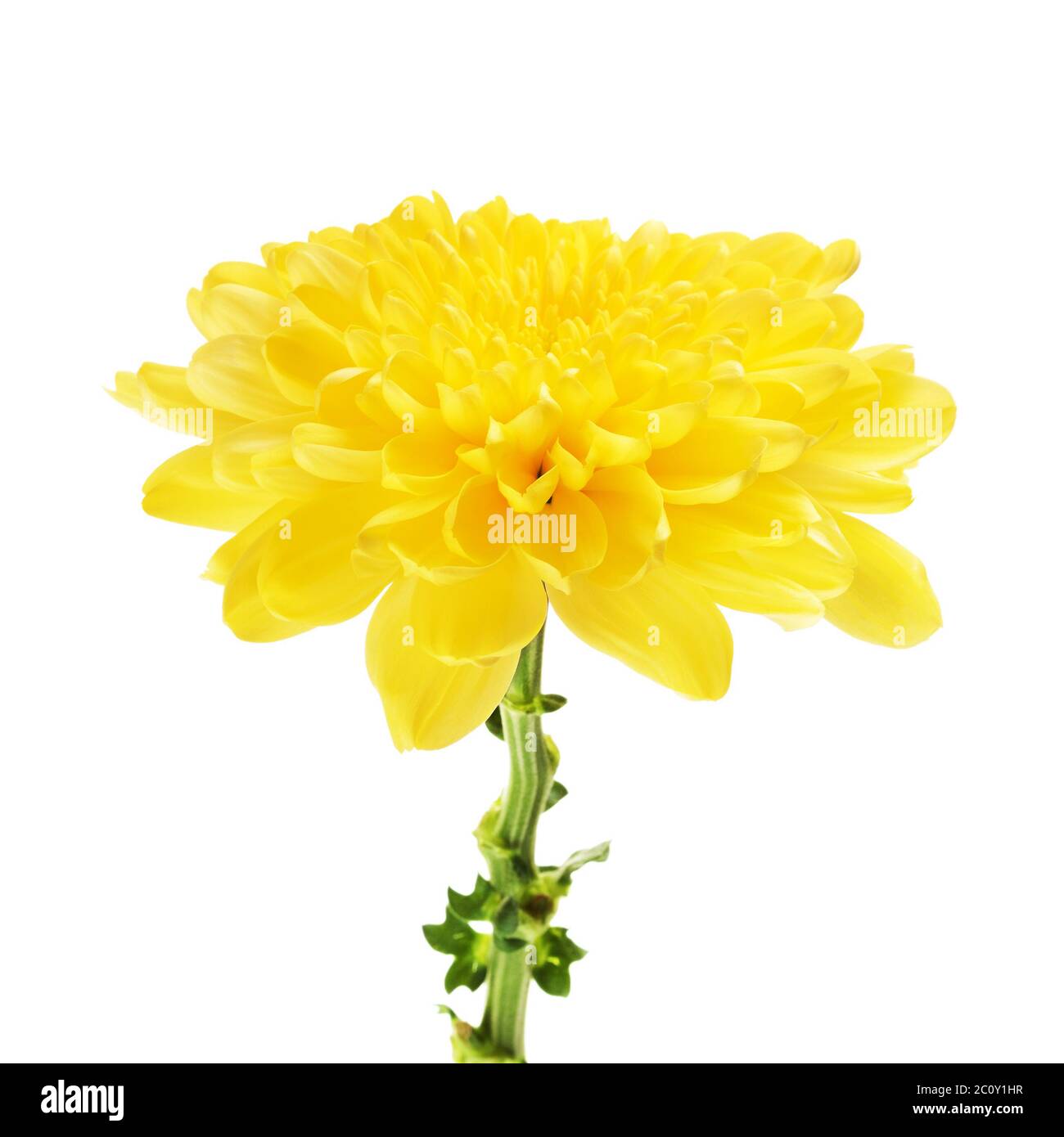 Chrysanthemum flower Cut Out Stock Images & Pictures - Alamy