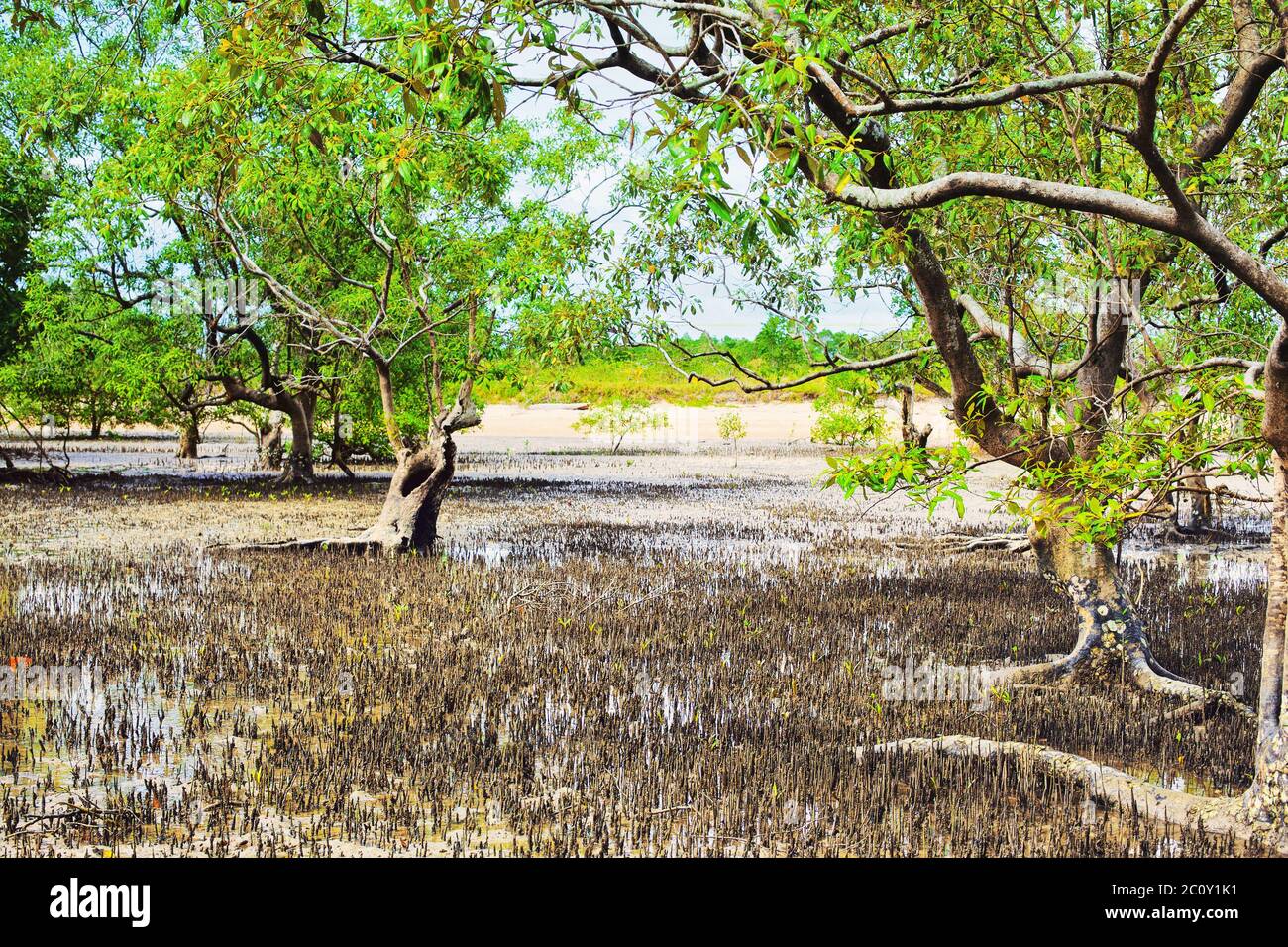 Thai Mangrove Swamp Stock Photo - Alamy