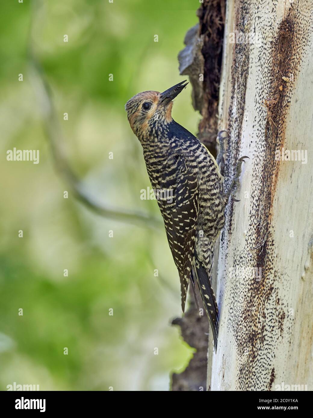 Female sapsucker at nest hi-res stock photography and images - Alamy