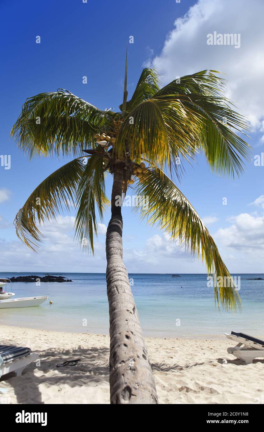Palm trees on tropical island Stock Photo - Alamy