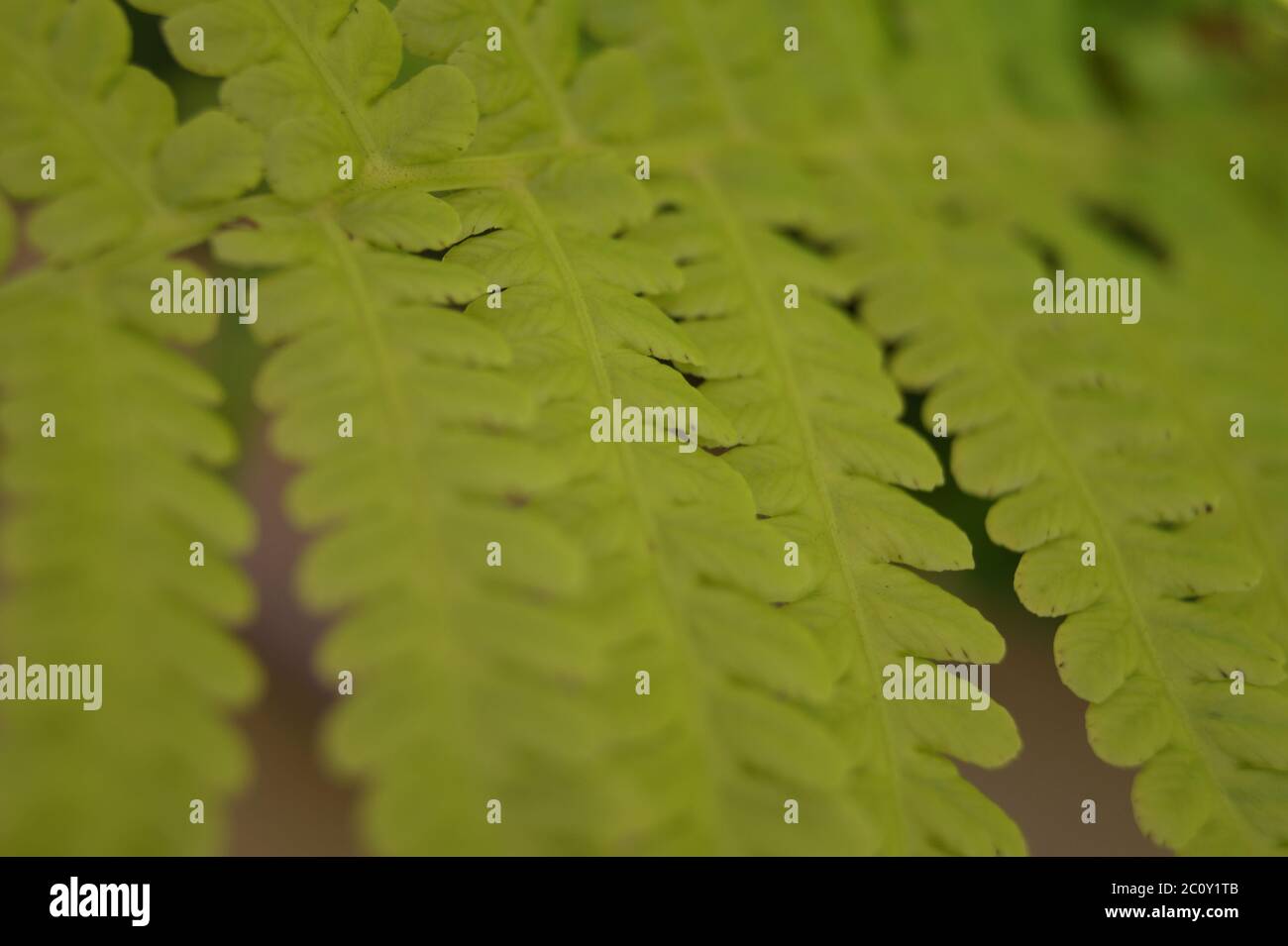 Close micro art hi-res stock photography and images - Alamy