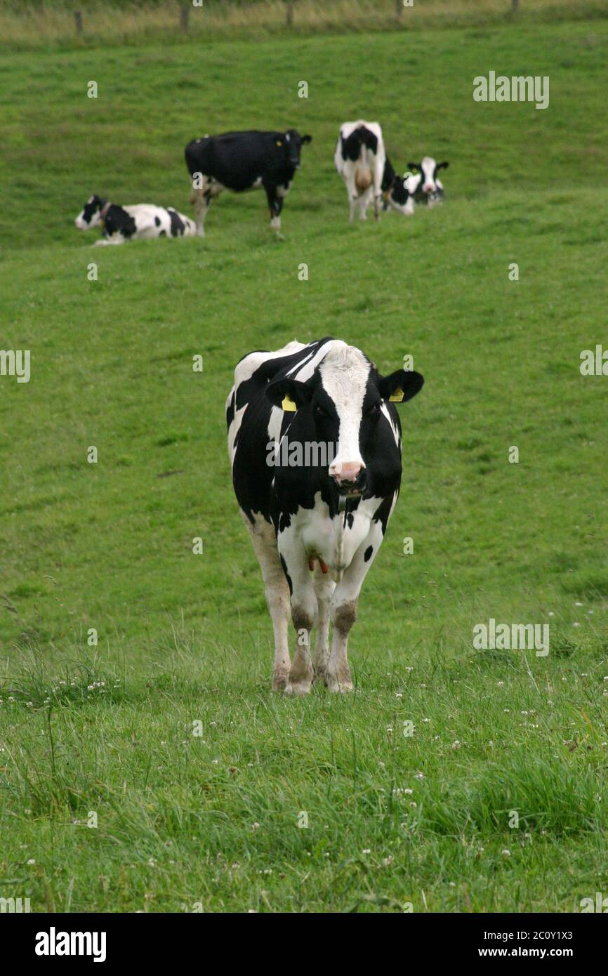 4 cows hi-res stock photography and images - Alamy