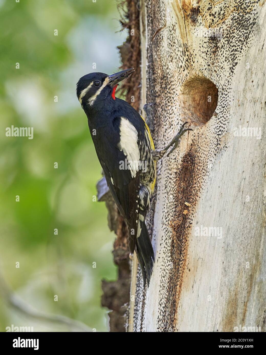 Adult male Williamson's Sapsucker, Sierra County California USA Stock ...