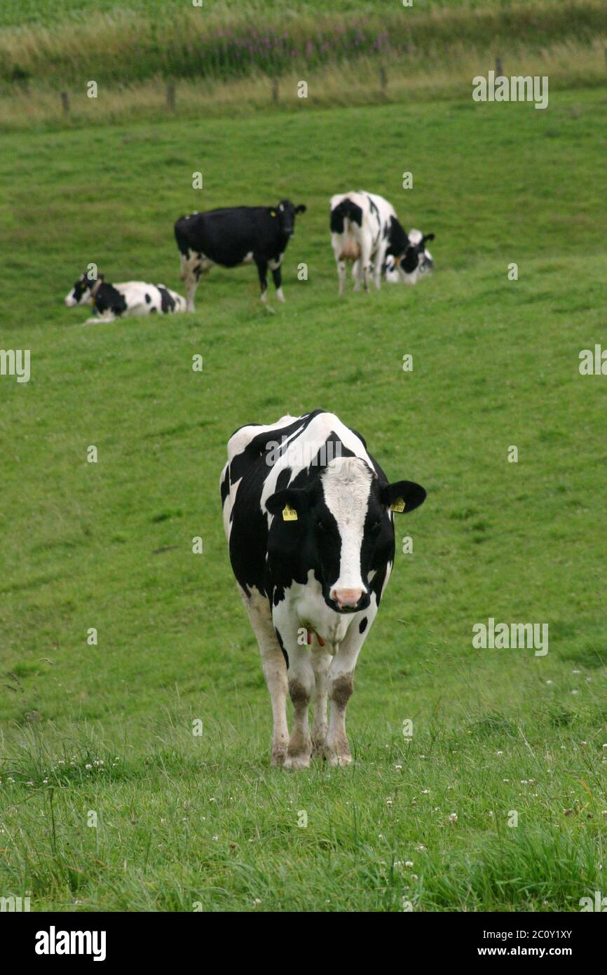 5 cows hi-res stock photography and images - Alamy