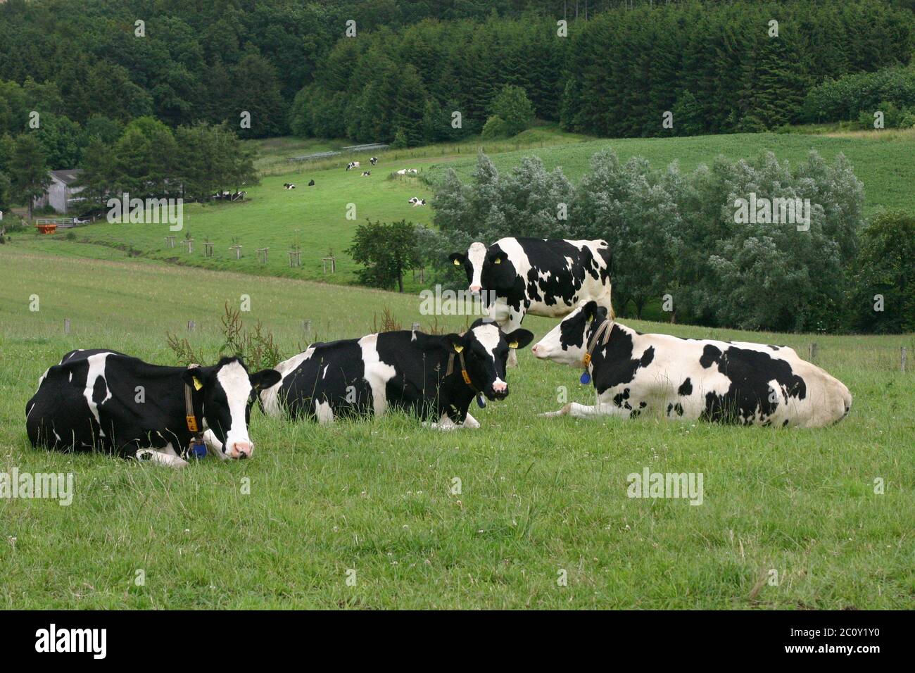 6 cows hi-res stock photography and images - Alamy