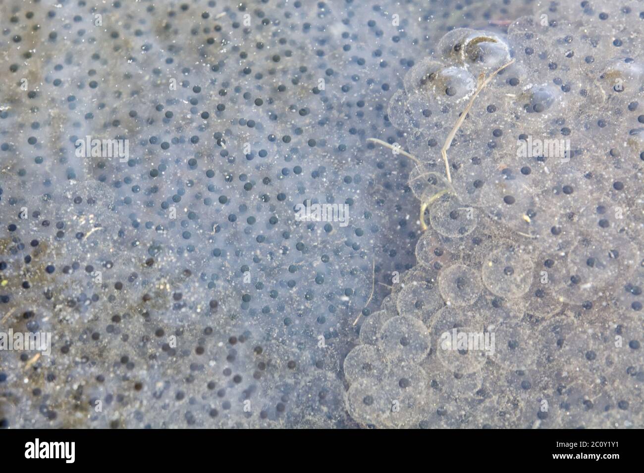 Frog Spawn Closeup High Resolution Stock Photography and Images - Alamy