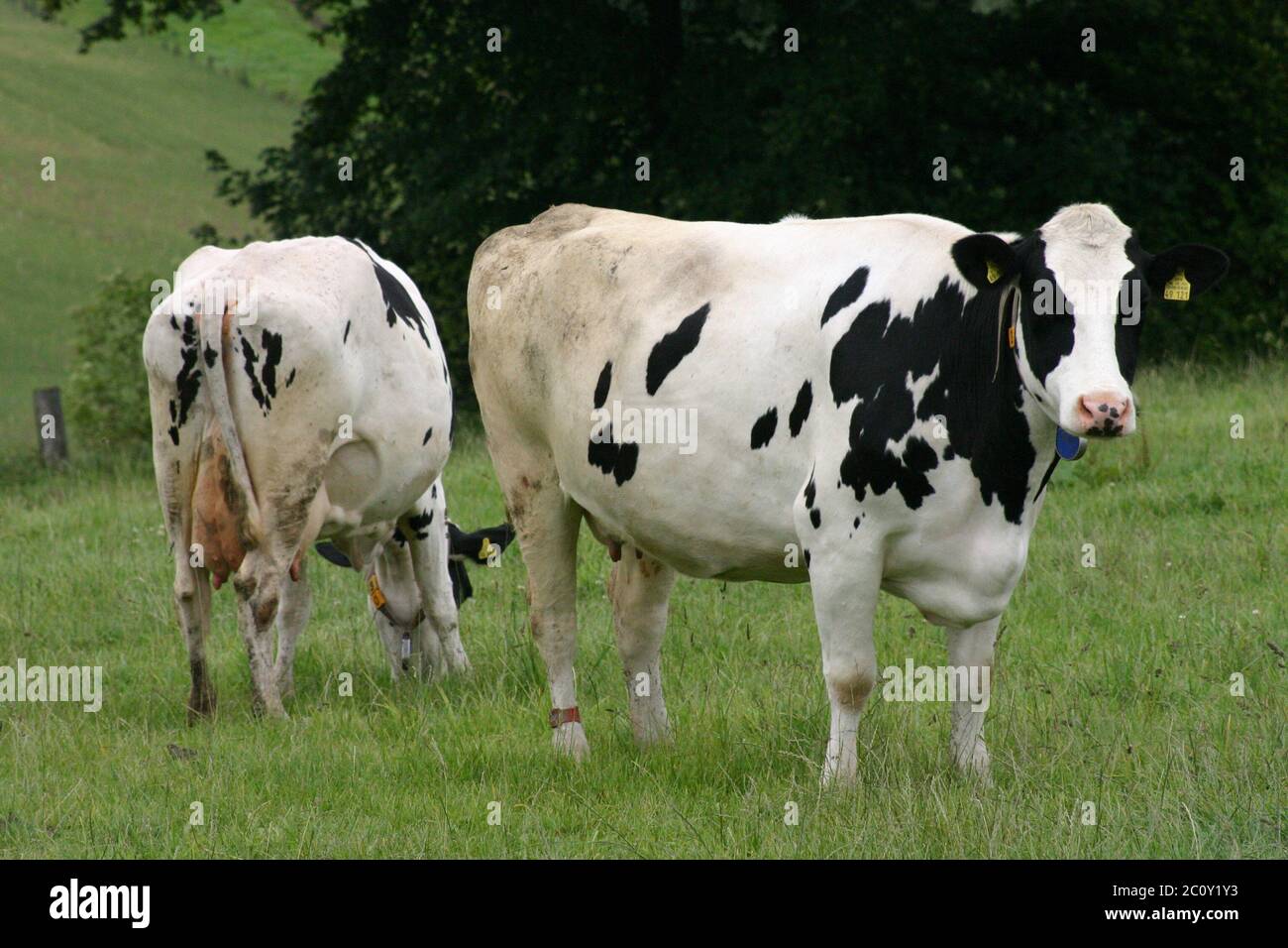 7 cows hi-res stock photography and images - Alamy