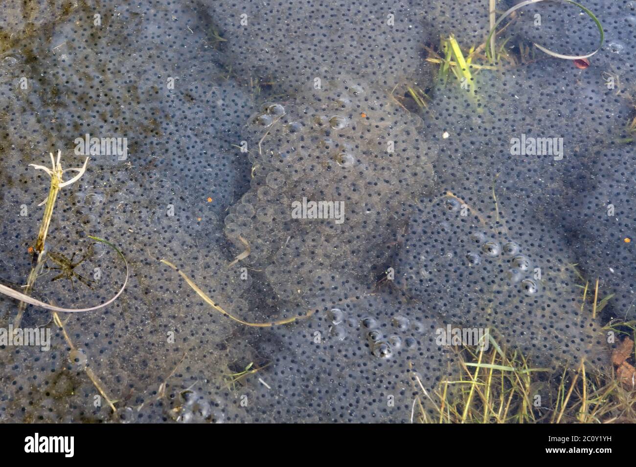 Frog spawn closeup hi-res stock photography and images - Alamy
