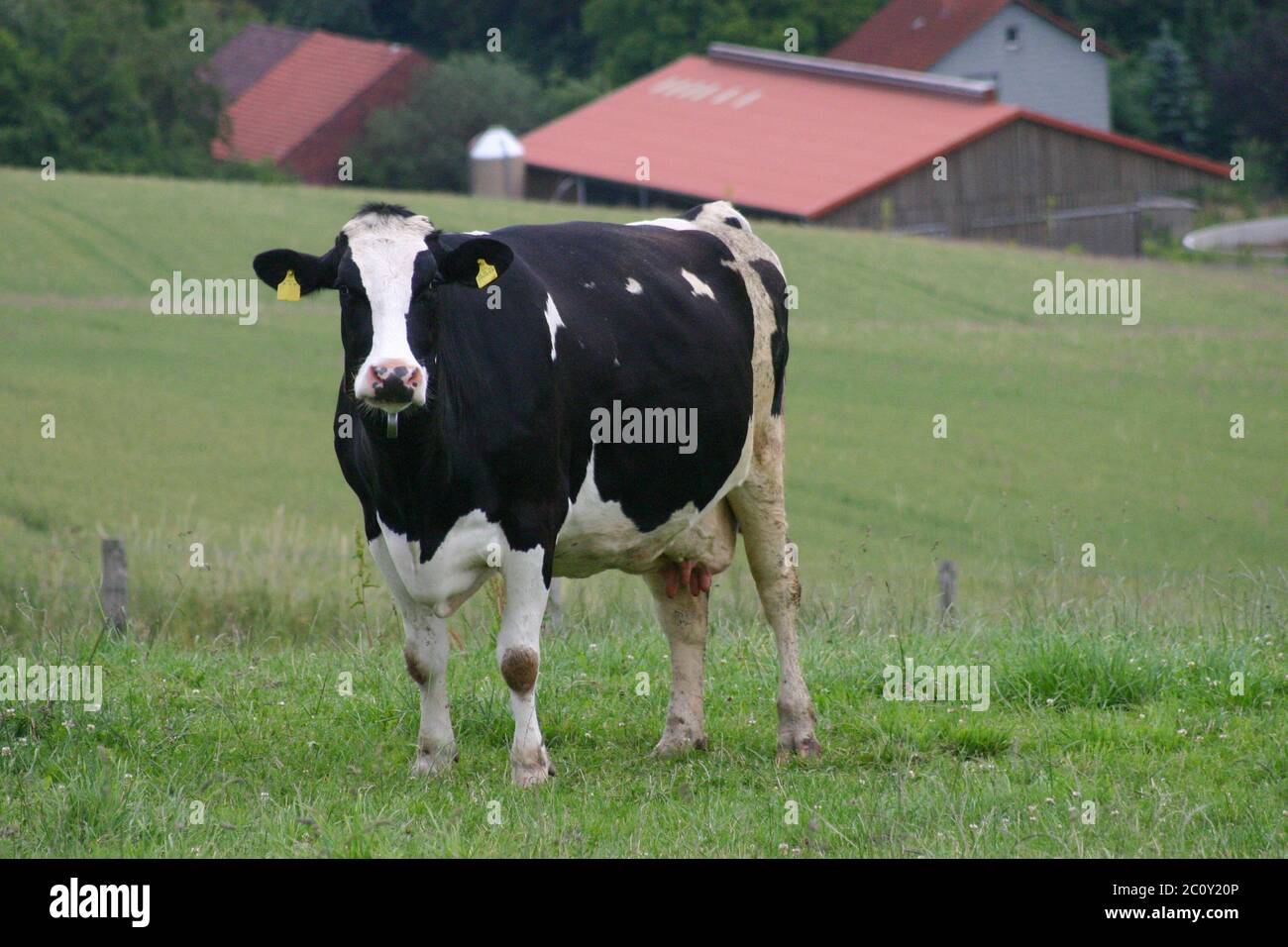 Cow in front of farm Stock Photo - Alamy