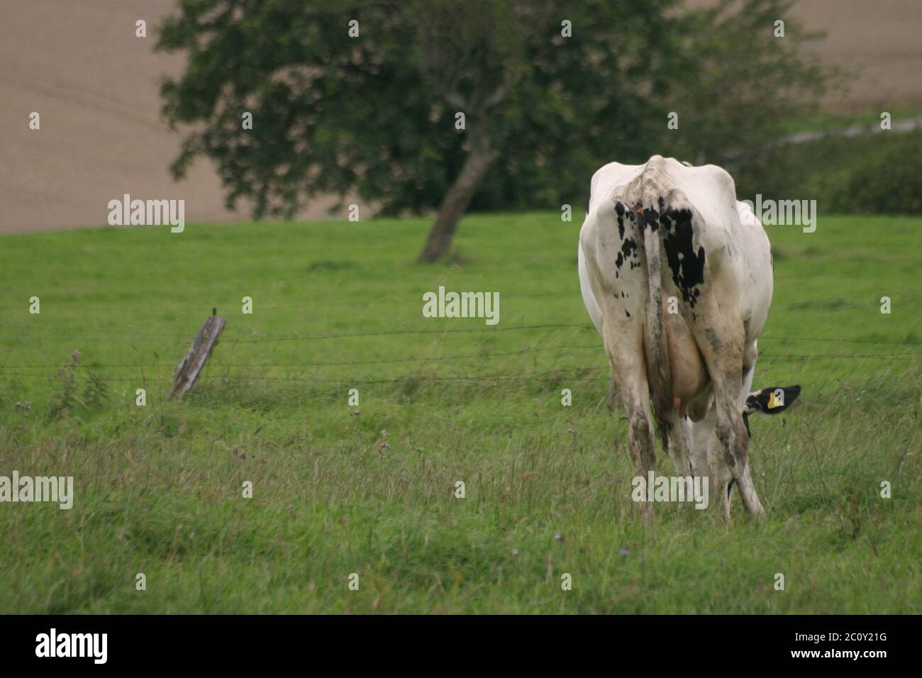 Cow with tree hi-res stock photography and images - Alamy