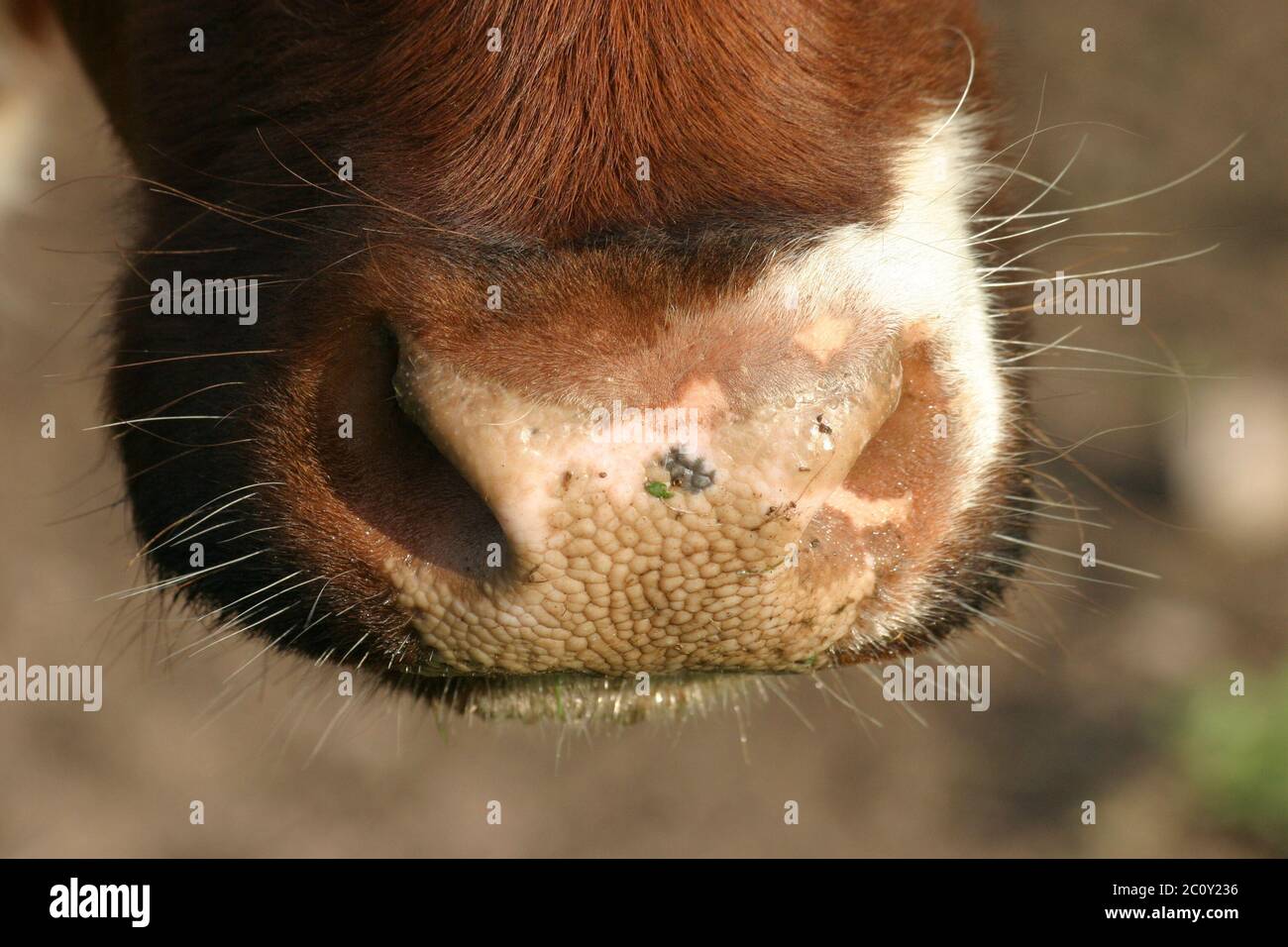Cow mouth 2 Stock Photo - Alamy