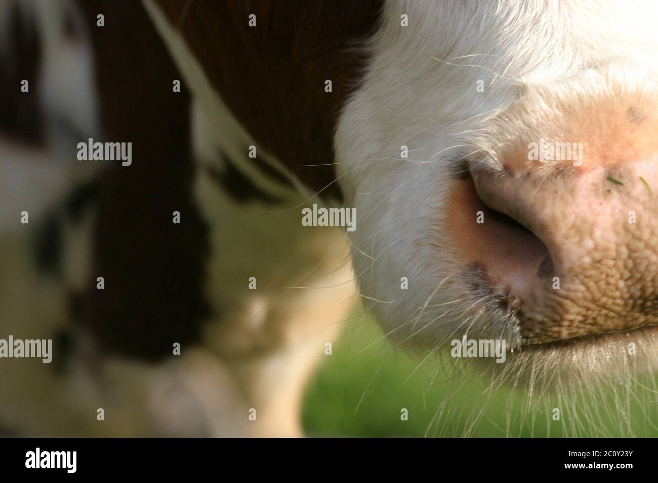 Cow mouth 1 Stock Photo - Alamy