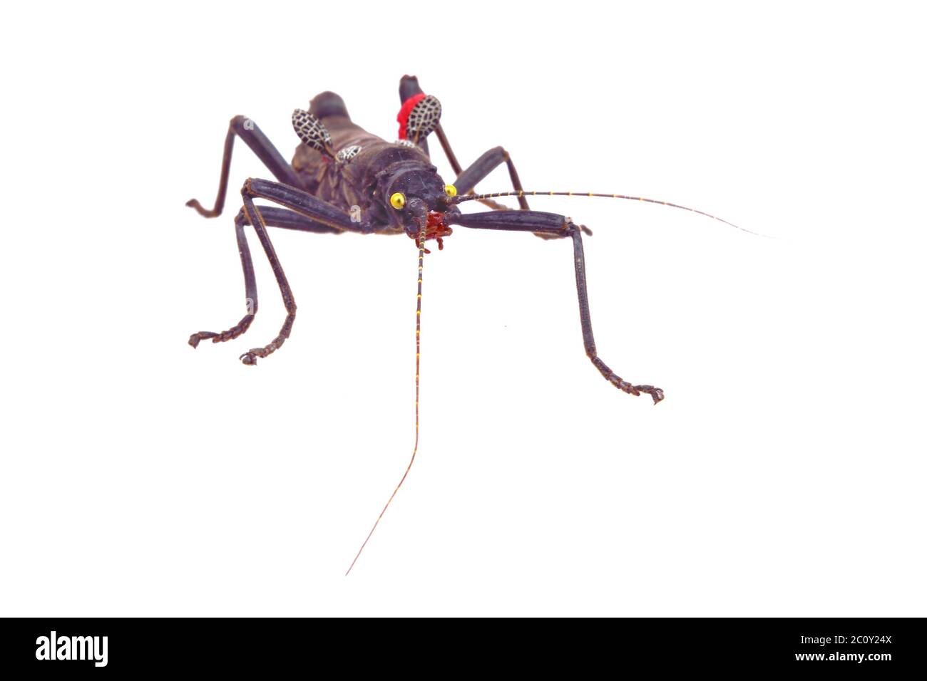 Phasmatodea hi-res stock photography and images - Alamy