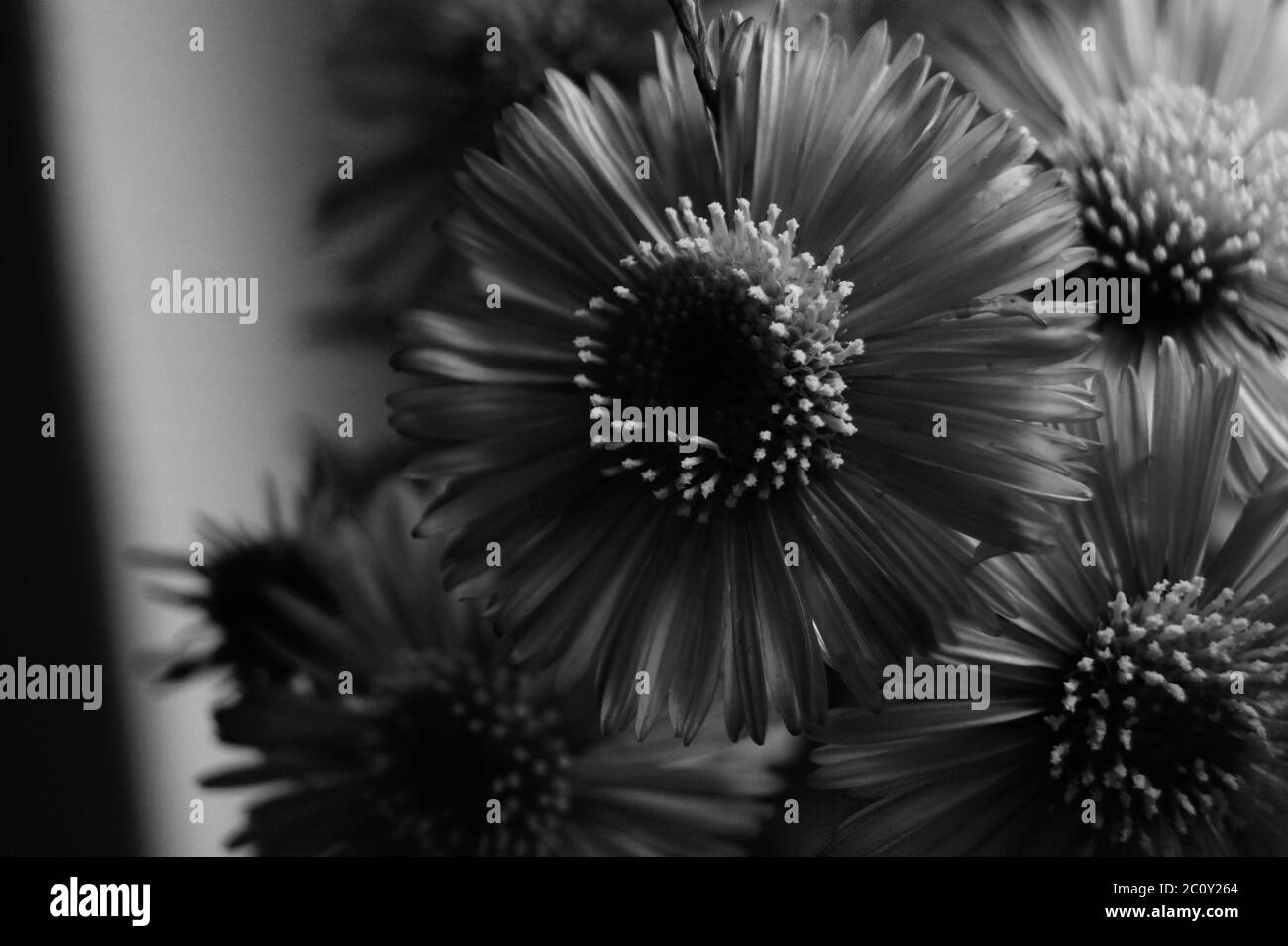A close up of flowers, sad depressed black and white Stock Photo - Alamy