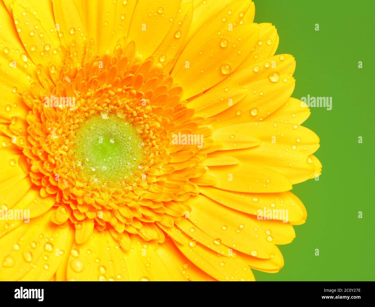Yellow Gerbera Flower Stock Photo - Alamy