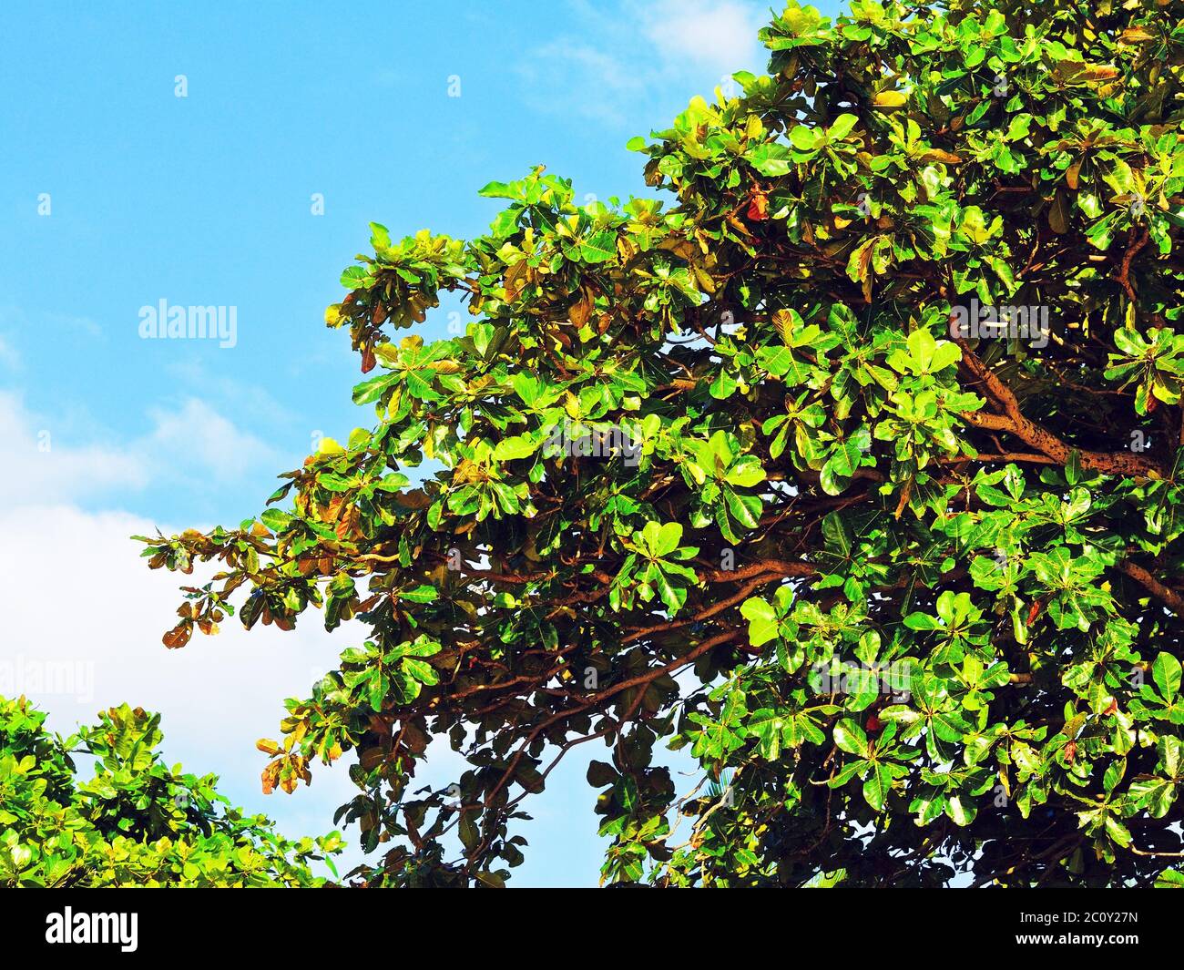 Thai tree hi-res stock photography and images - Alamy